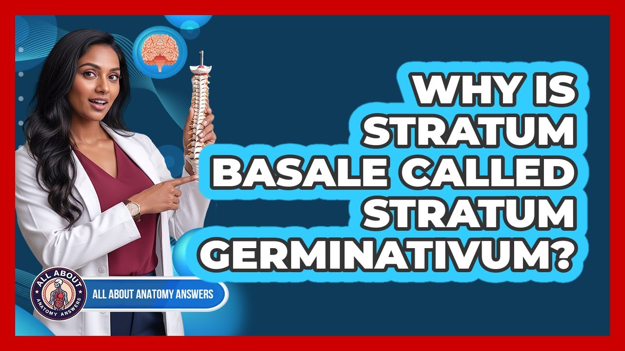 Why Is Stratum Basale Called Stratum Germinativum? - YouTube