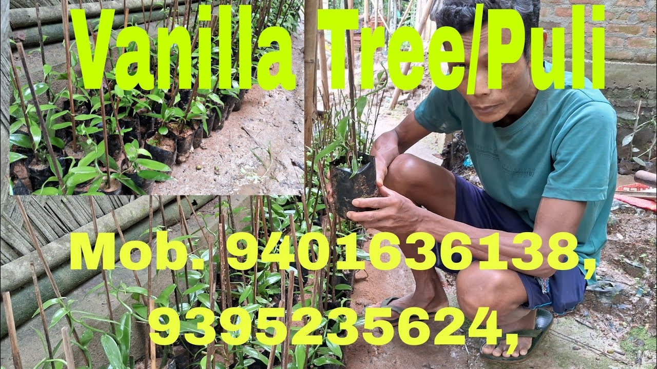 Vanilla tree/puli available here, contact 9401636138, 9395235624 ...