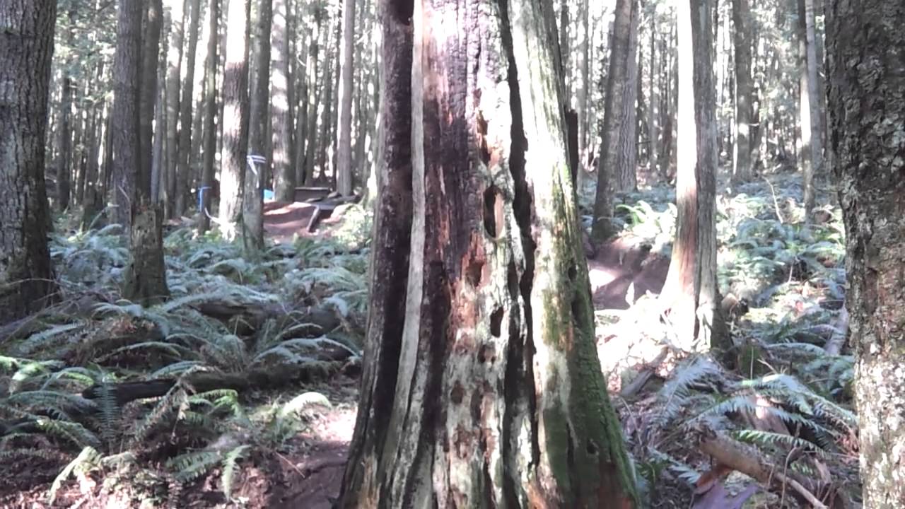 Woodlot, Maple Ridge BC - YouTube