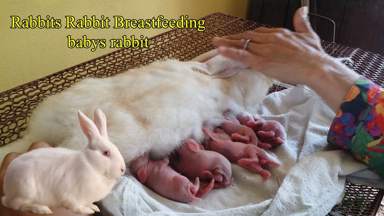 Rabbit Breastfeeding. Rabbit breeding babys, | Thỏ cho con ăn, bắt thỏ ...
