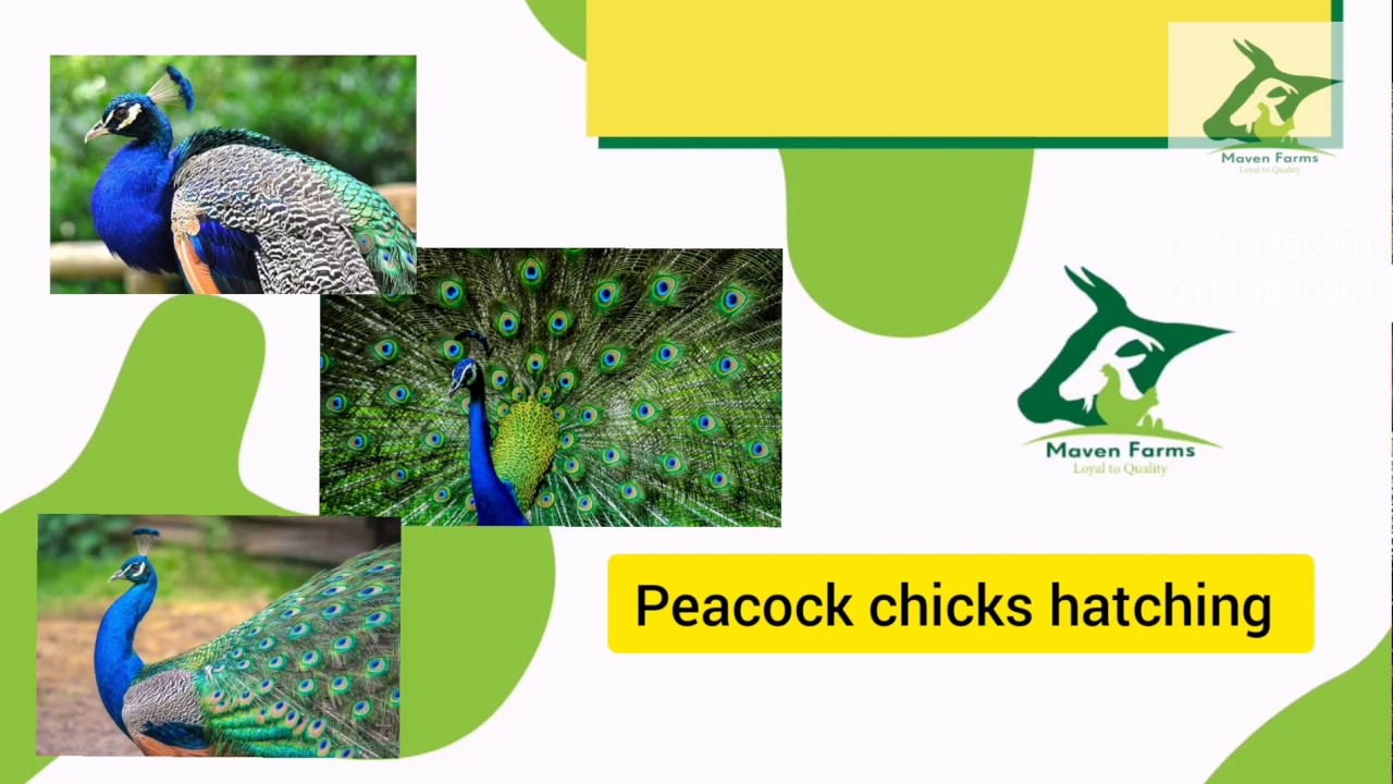 Peacock chicks hatching - YouTube
