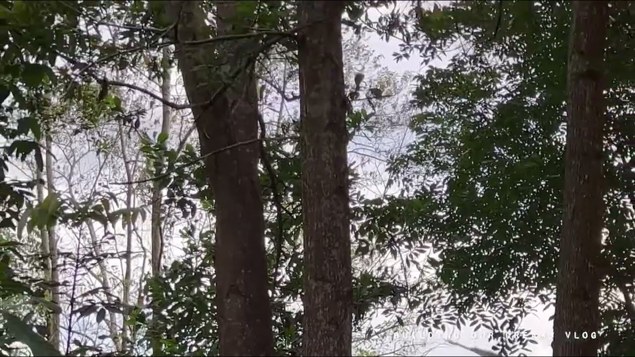 🌳ACACIA MANGIUM TREES - YouTube