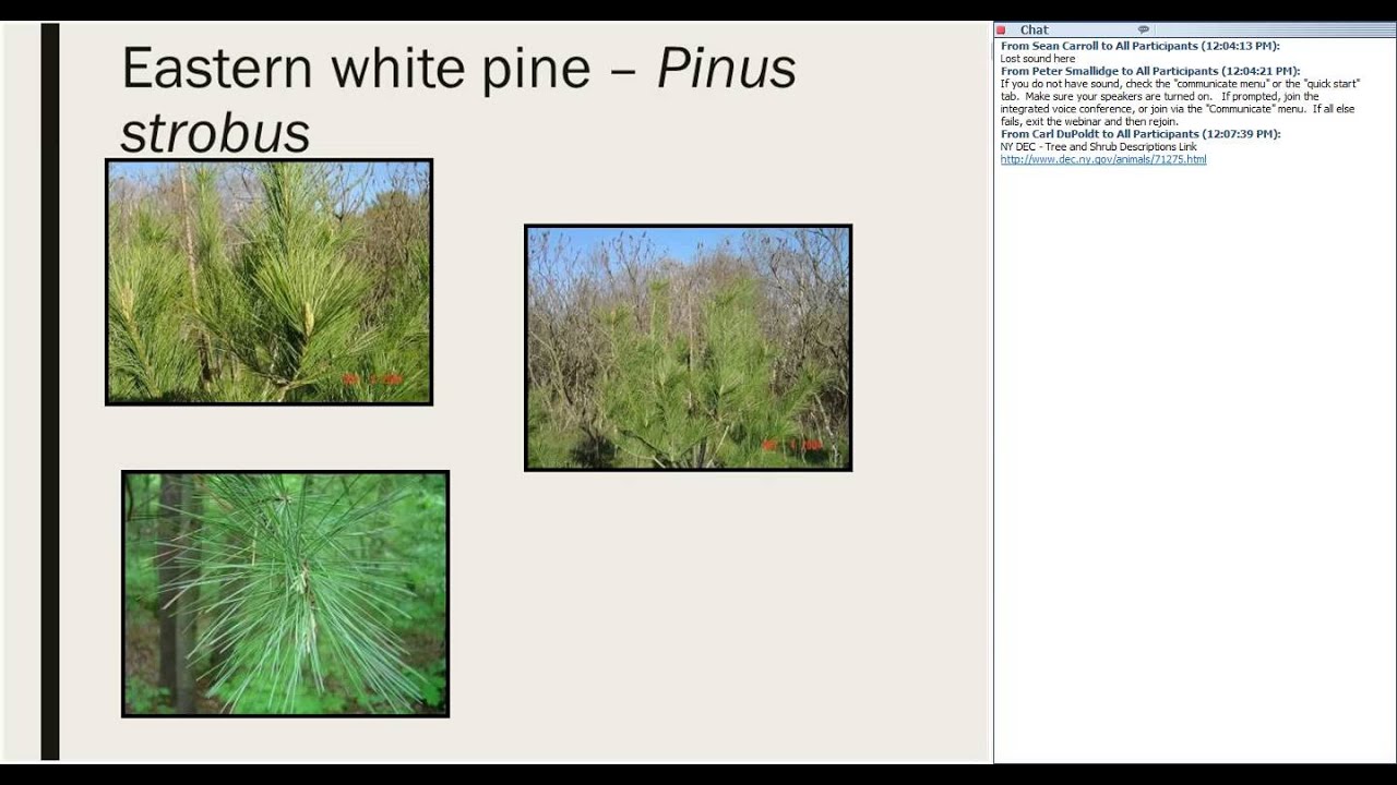 Identification and Ecology of Common Native and Naturalized Conifers in ...