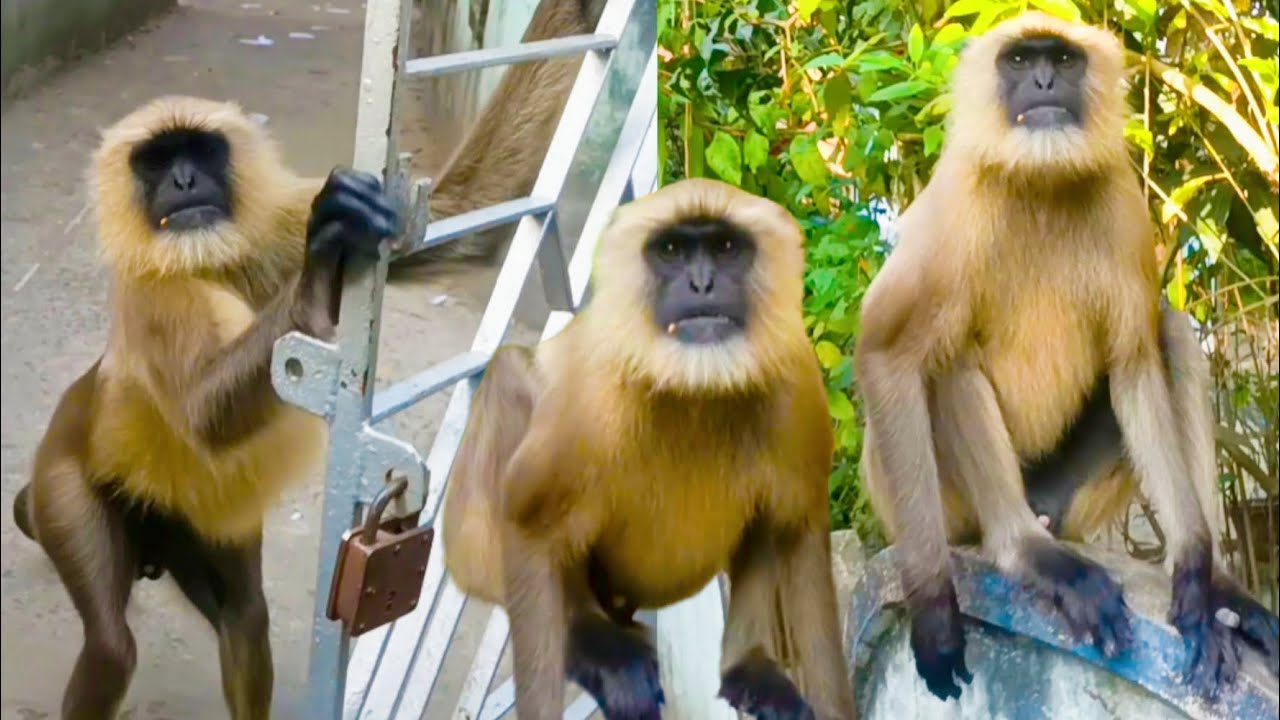 Never smile at a hanuman | the clever monkey - YouTube