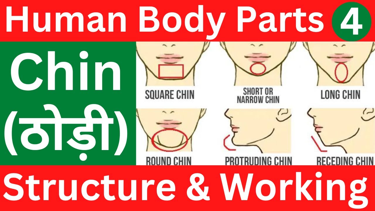 Structure & Function of Human Chin | ठोड़ी का क्या काम होता है? | Human ...