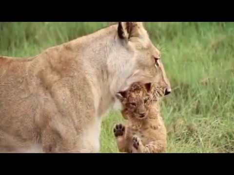 Lioness Taking Care of Her Cubs
