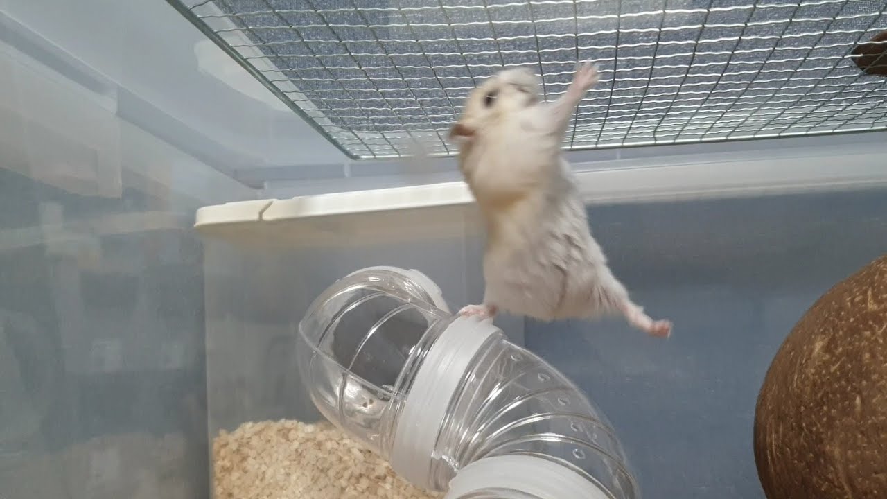 햄스터의 탈출욕구 hamster - YouTube