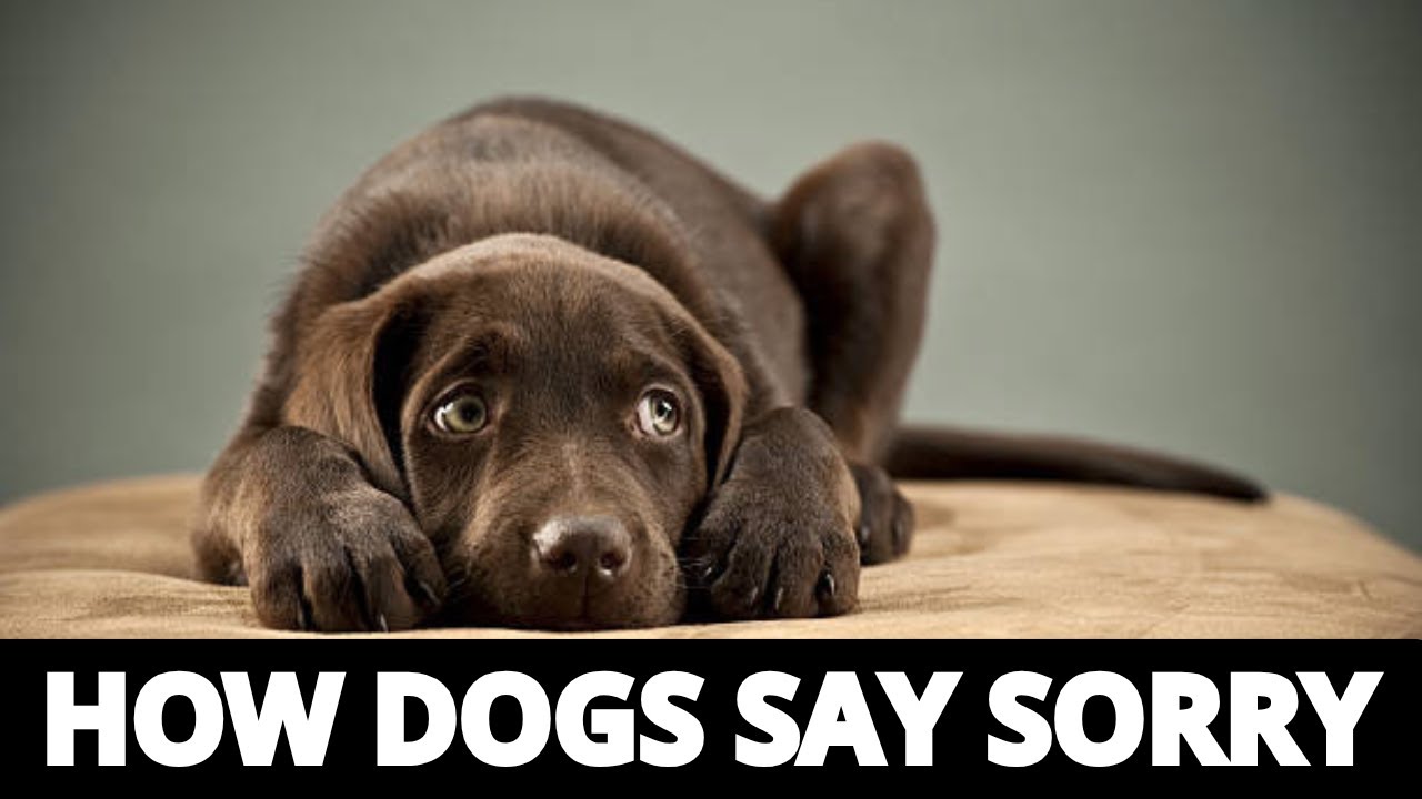 How Dogs Apologize! (It Might Surprise You) - YouTube