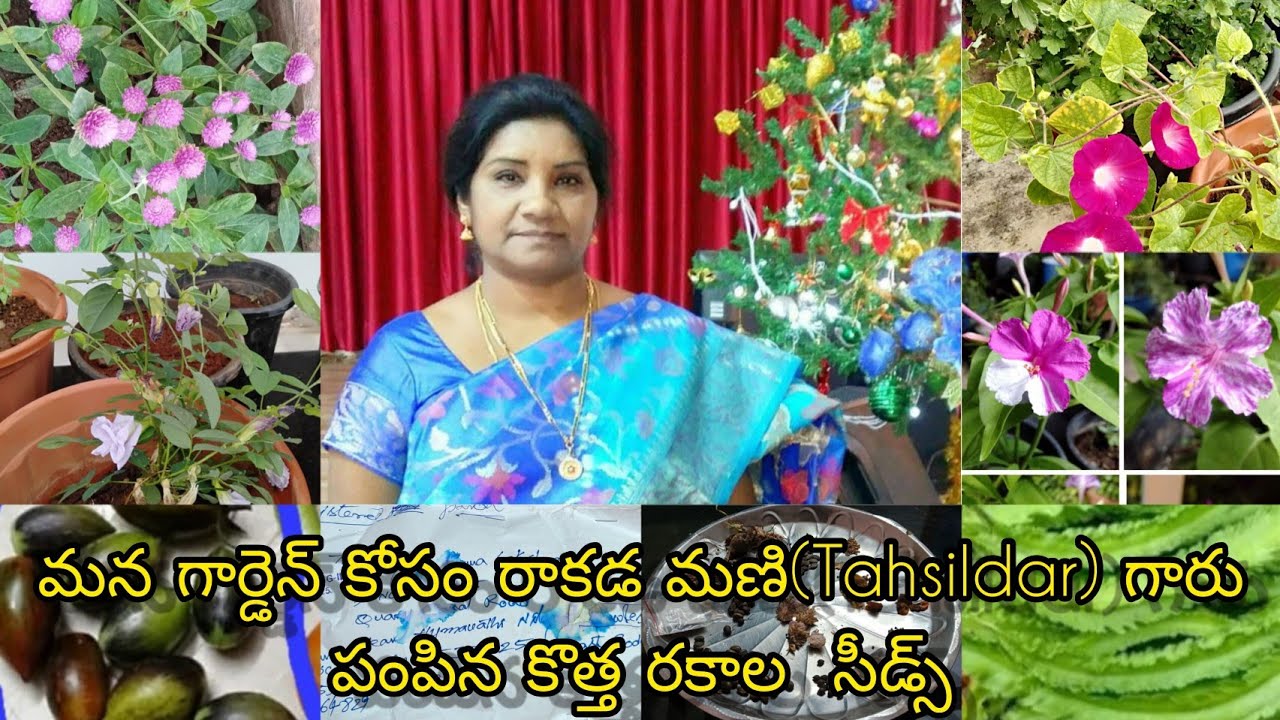 Rakada Mani garu (Tahsildar) pumpina seeds/మన గార్డెన్ కోసం చాలా రకాల ...