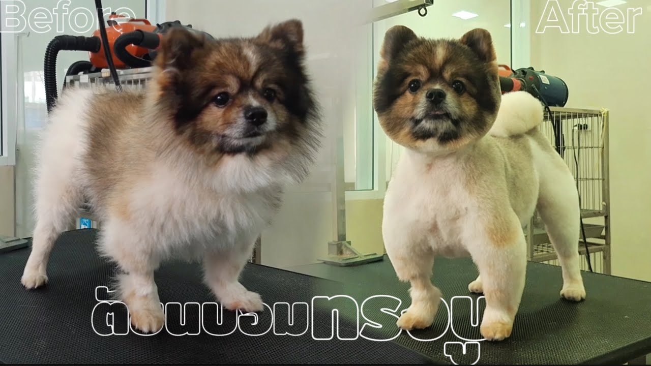 ตัดขนหมาปอมทรงบู/Pomeranian HairCut Boo Style🐶 ️ - YouTube