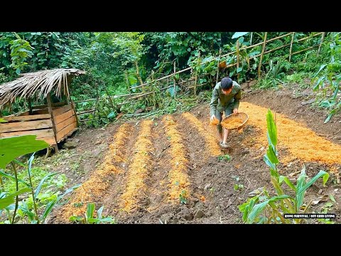 150th day living off-grid - Making land for planting potatoes - Taking care of wild boar - Ep.54