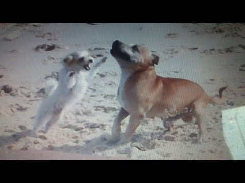 Pit bull vs puppy - YouTube