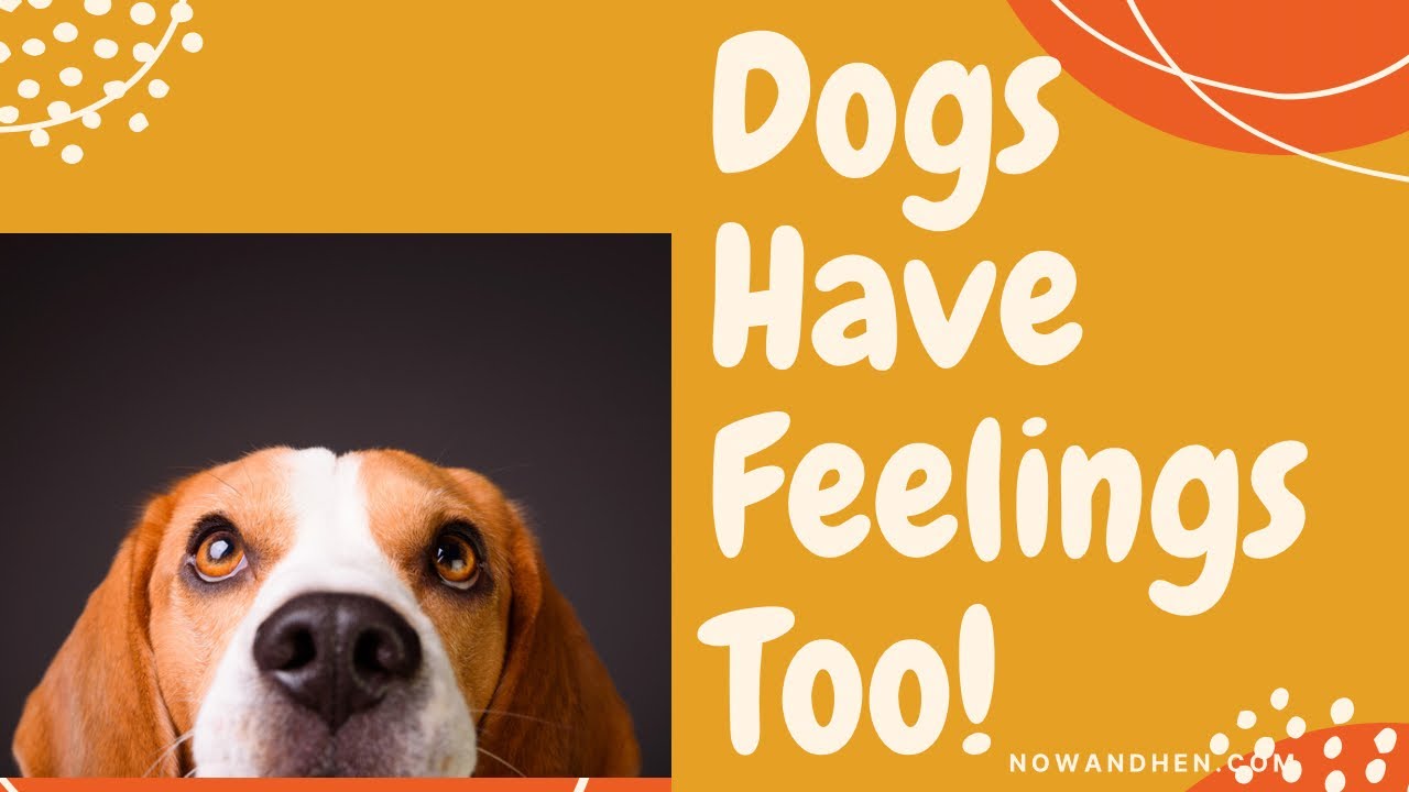 Dogs Have Feelings Too! - YouTube
