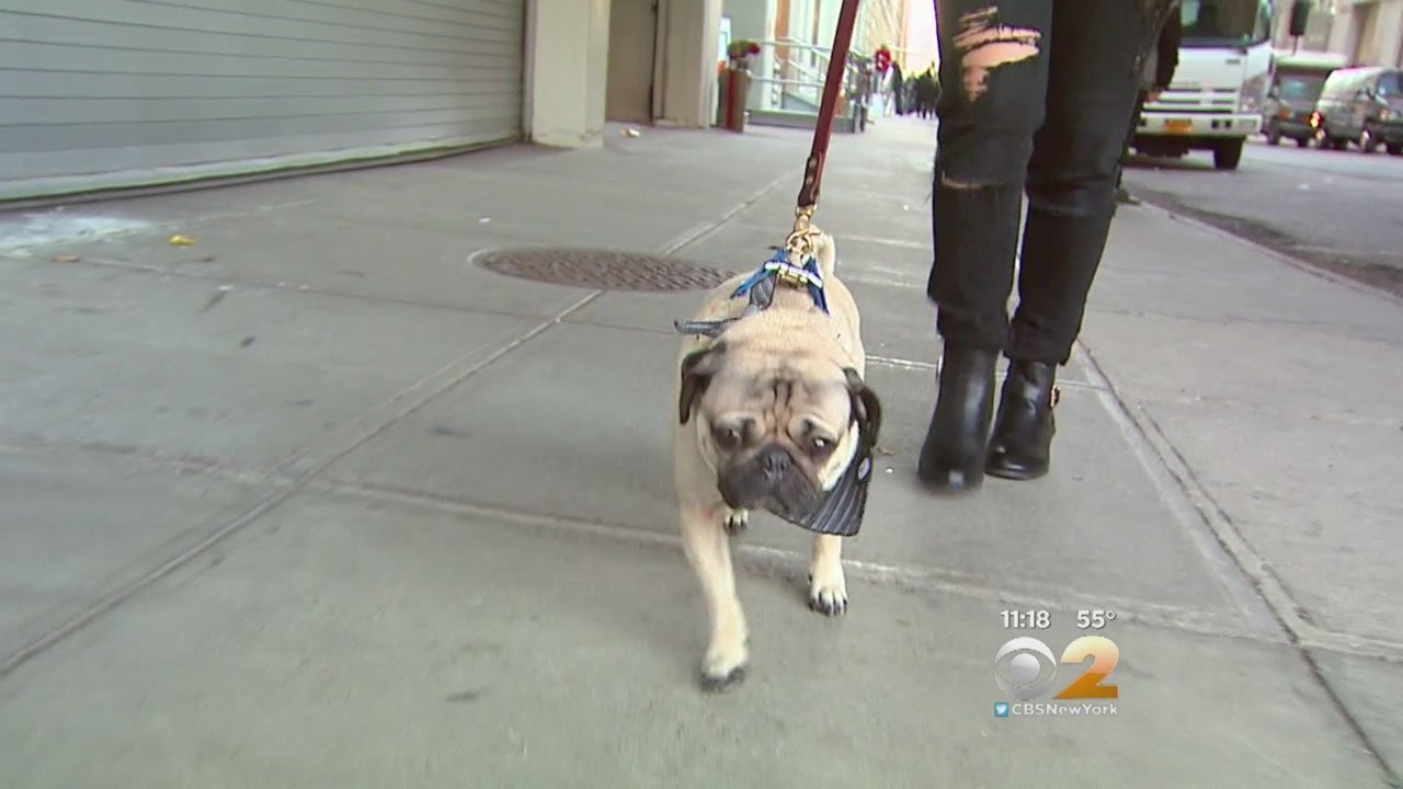 Doug The Pug Goes Viral - YouTube