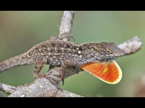 PRIRELHDCA. El abaniquillo pardo del caribe (Anolis sagrei). - YouTube