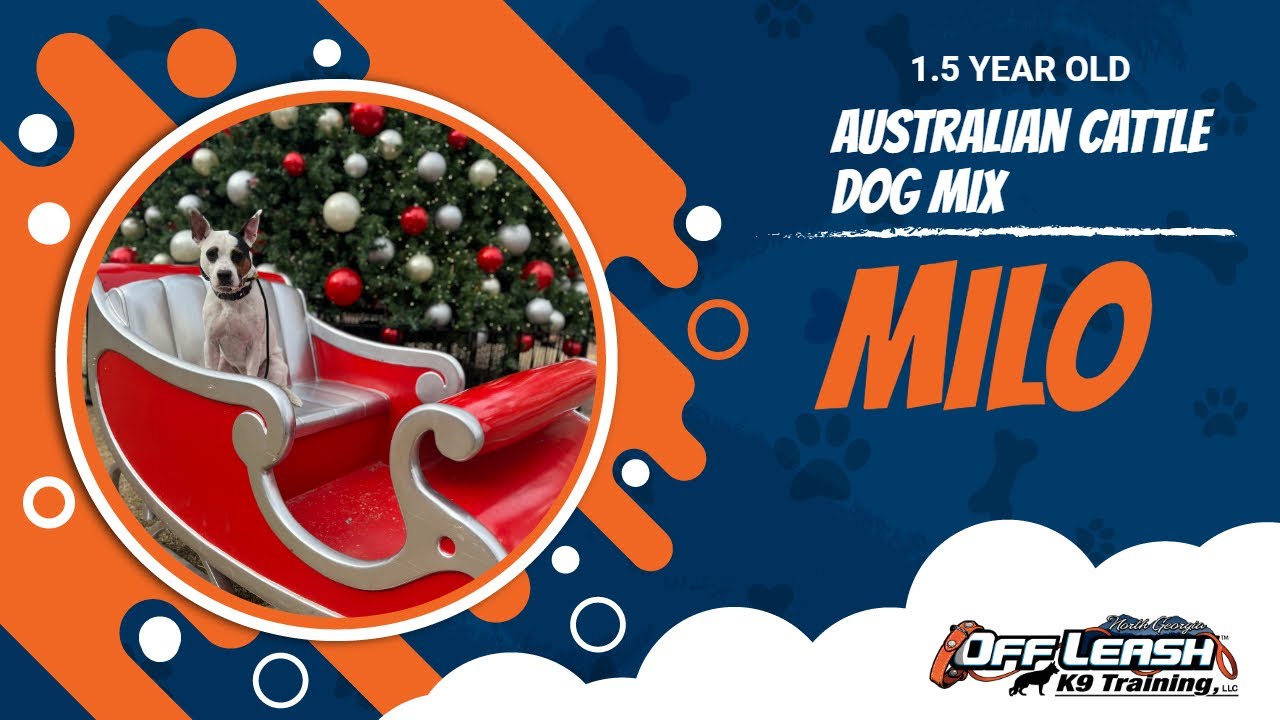 Meet Milo: 1.5-Year-Old Australian Cattle Dog Mix Gets a Training ...