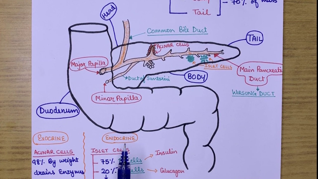 Acute Pancreatitis - Handmade Easy Notes - YouTube