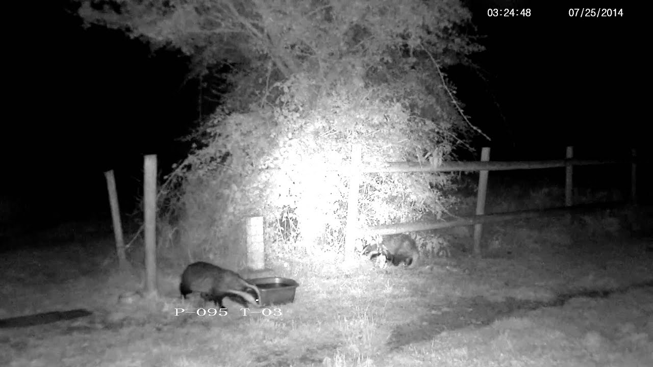 Badger sneaking up on another badger and a fight ensues - with sounds ...
