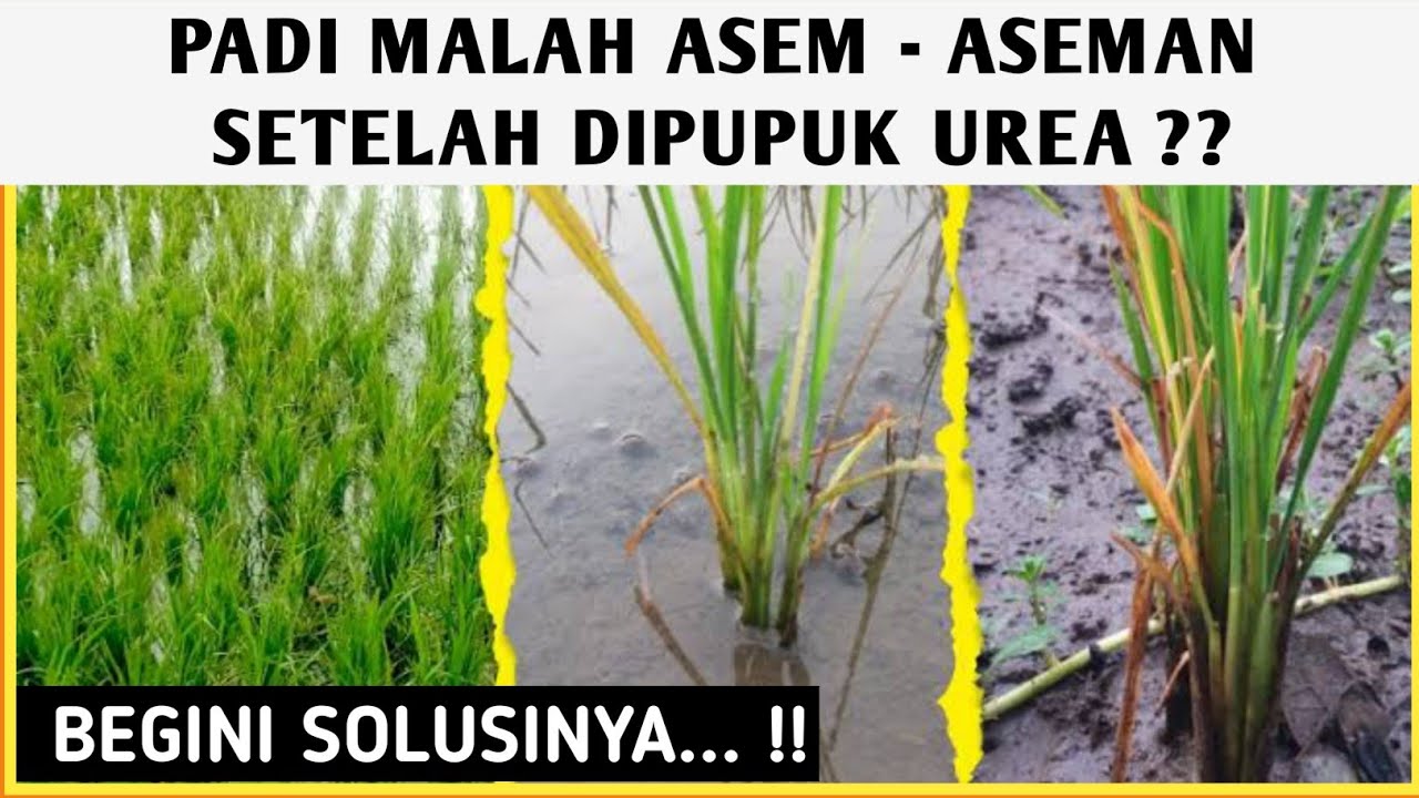 PADI ASEM ASEMAN SETELAH DI PUPUK, INI SOLUSINYA - YouTube