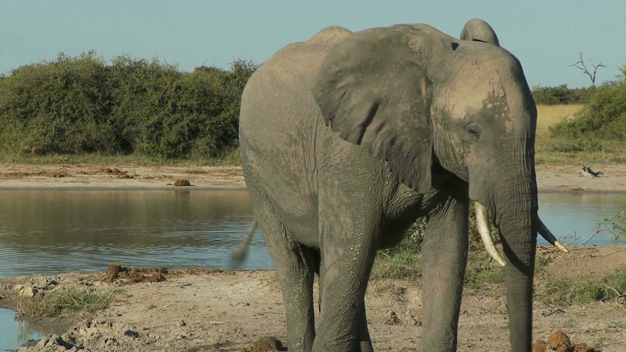 Mindfulness Minute Elephant Breathing - YouTube