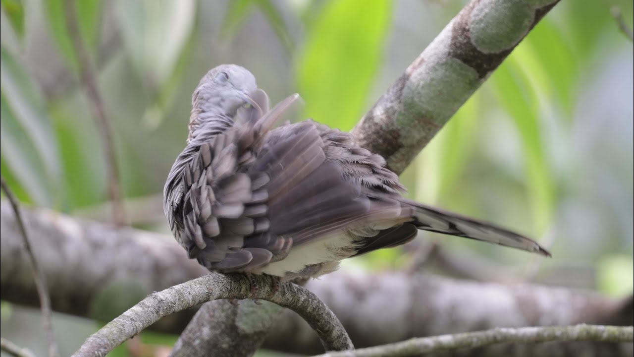 Zebra Dove preening for 38 minutes before flying off - YouTube