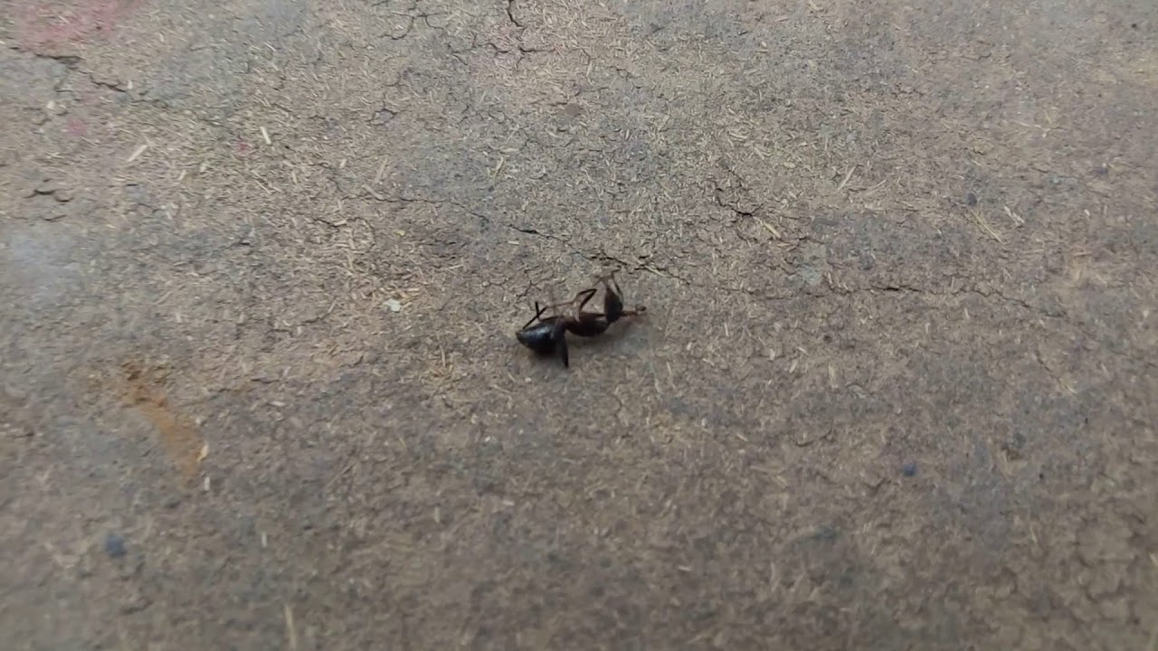Ant power.Ants are most powerful in the world - YouTube