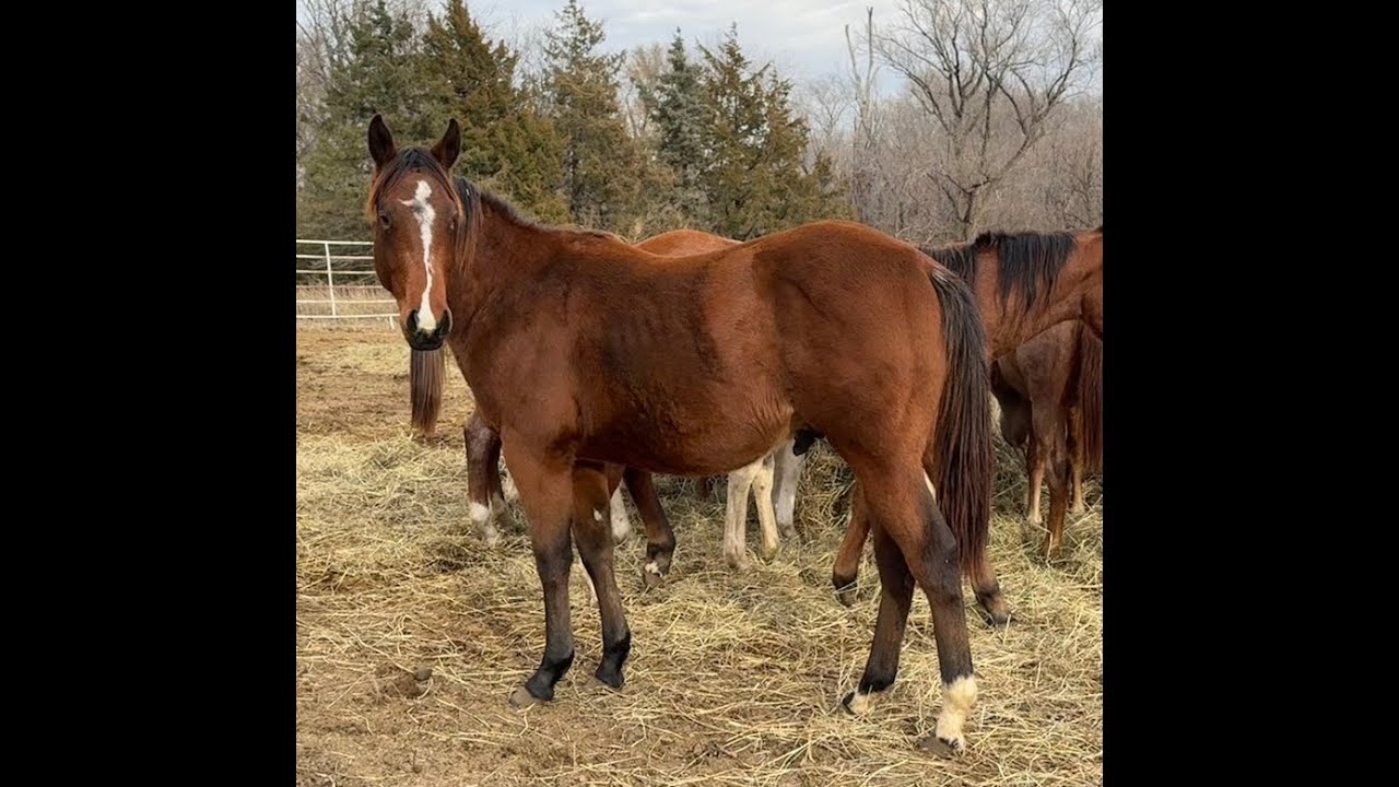Smooth Lewis Boon - AQHA & APHA Colt - Free Movement - YouTube