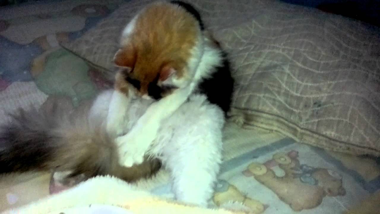 Gatita bañandose sola - YouTube