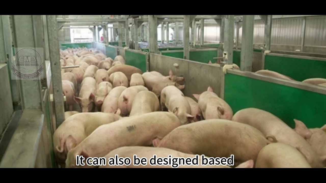 The 500 pig per day abattoir project - YouTube