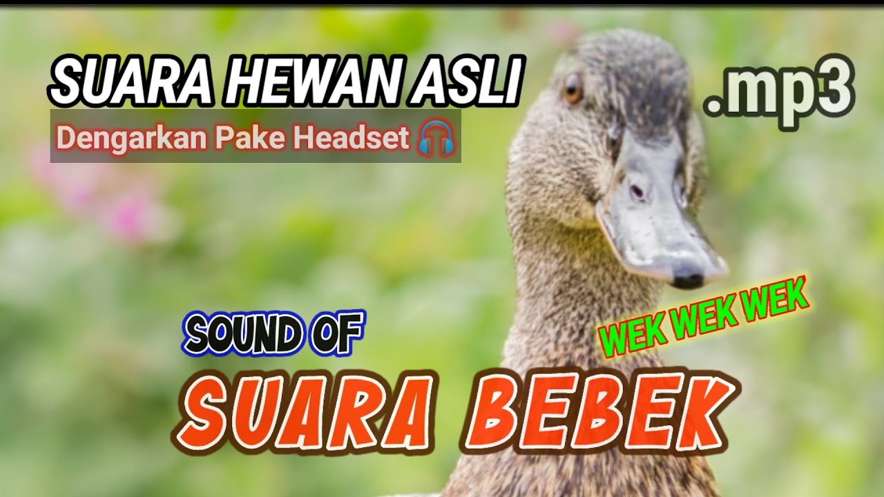 [ASMR] SUARA HEWAN SUARA BEBEK DI SAWAH - YouTube