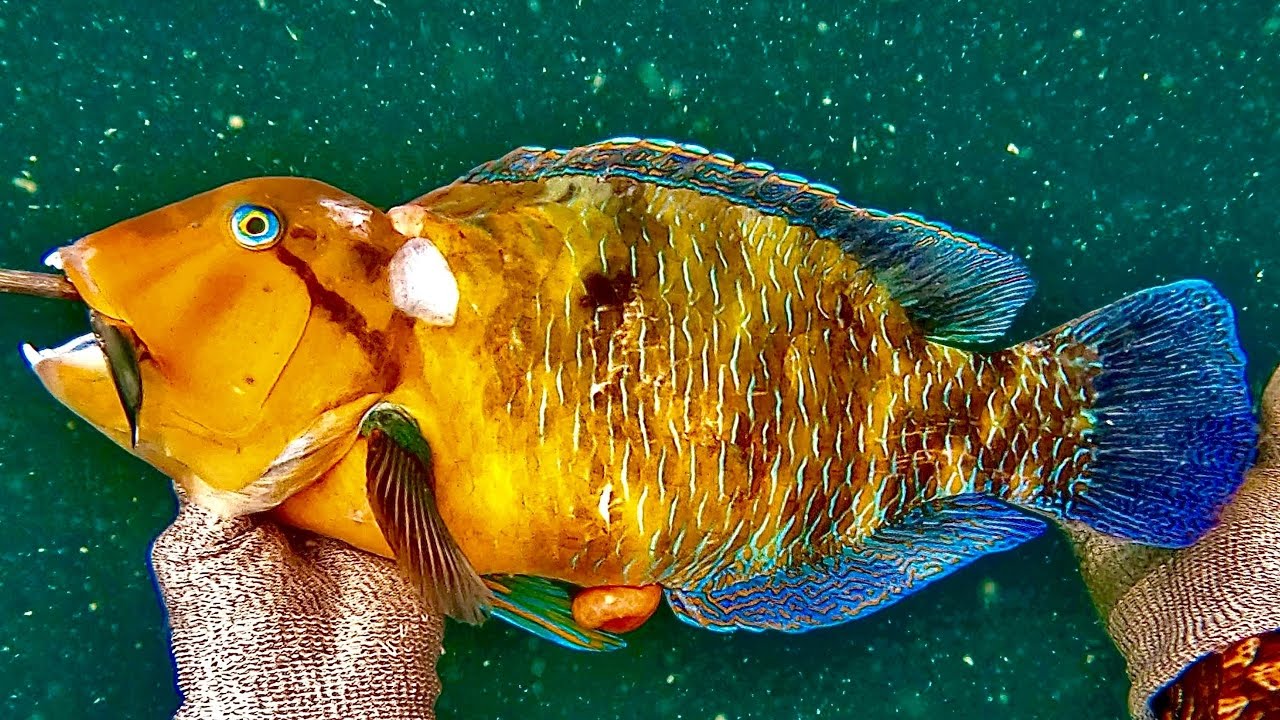 Speared a BIG Graphic Tuskfish | Catch Fillet Cook | Fishing and ...