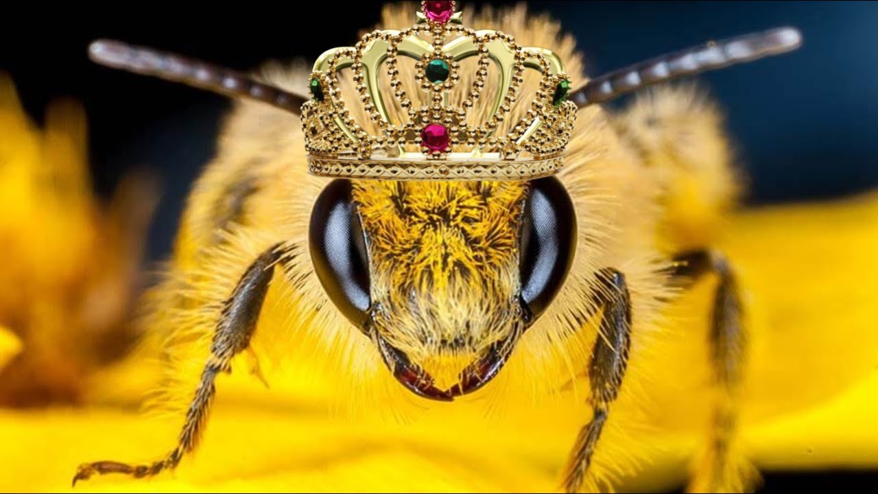 Cómo Transformar Una Abeja Normal En La Nueva Abeja Reina? - YouTube