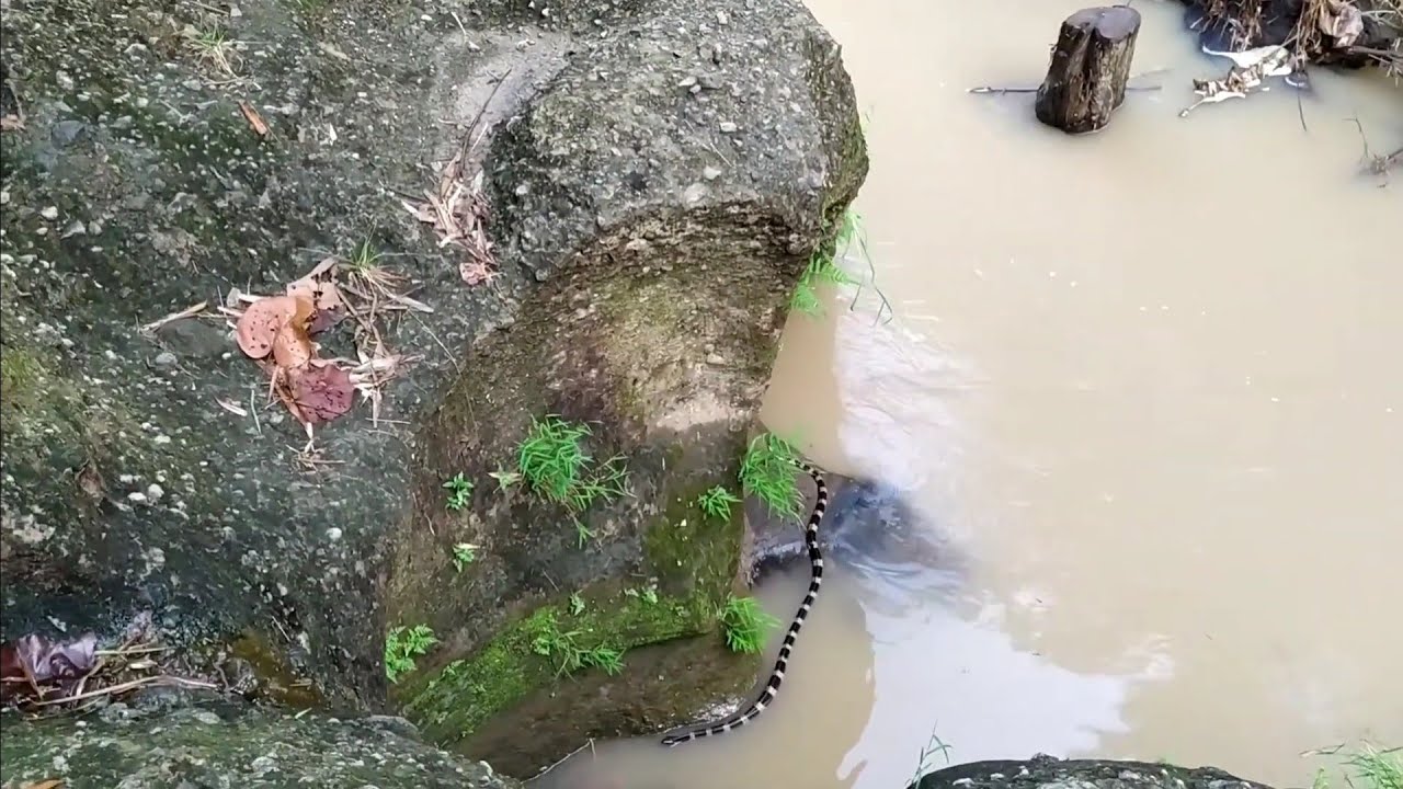 Mancing pas banjir ada ulo weling besar akibatnya tyd4ck puasa - YouTube