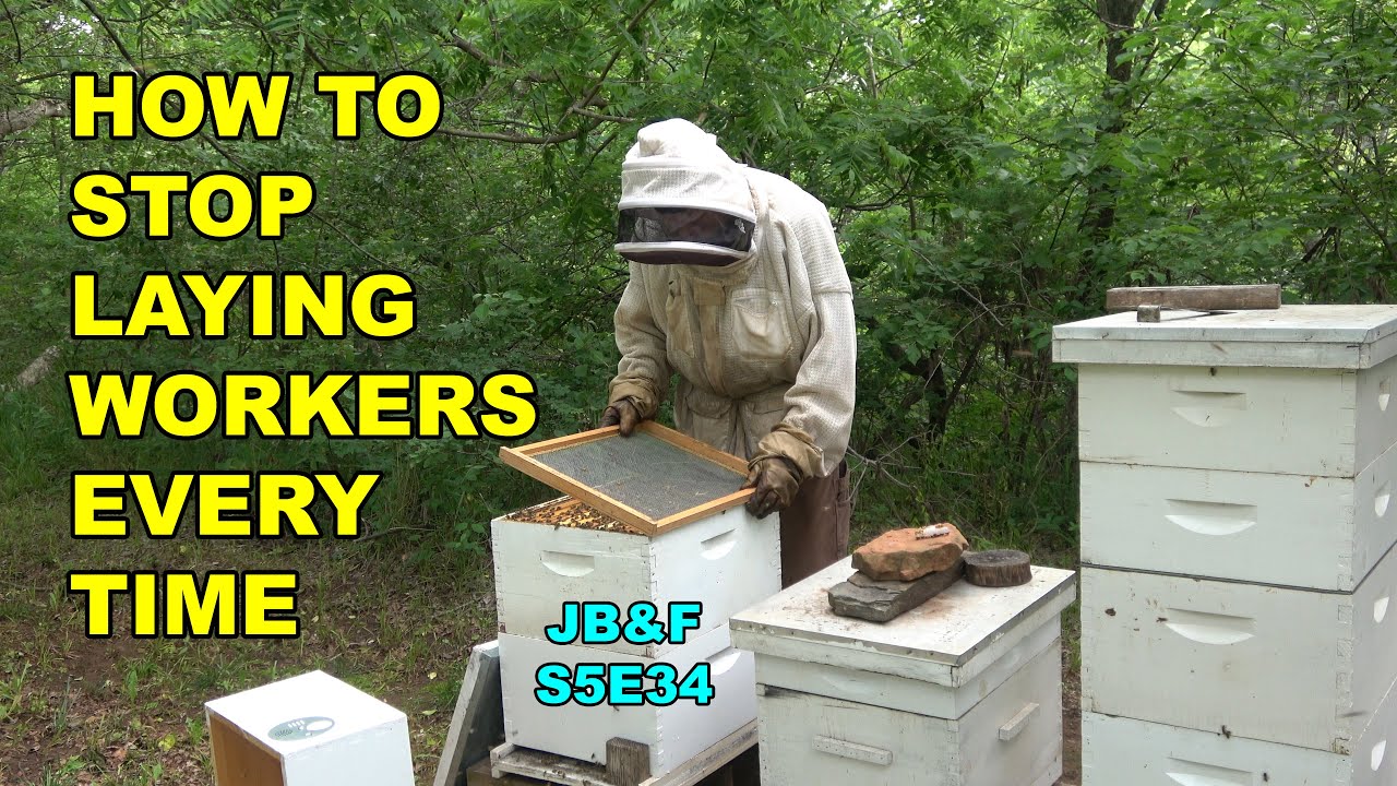 How to Correct a Laying Worker Bee Hive, Hive 1 Laying Workers S5E34, #beekeeping #layingworkers ...