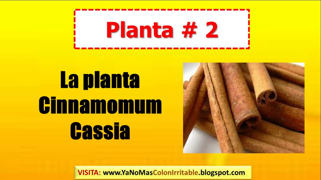 -- Plantas Medicinales Para El Colon | Remedios Naturales Para Colon ...