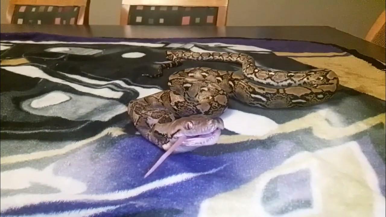 Frozen-thawed Reticulated Python Feeding Video #2 **WARNING GRAPHIC ...