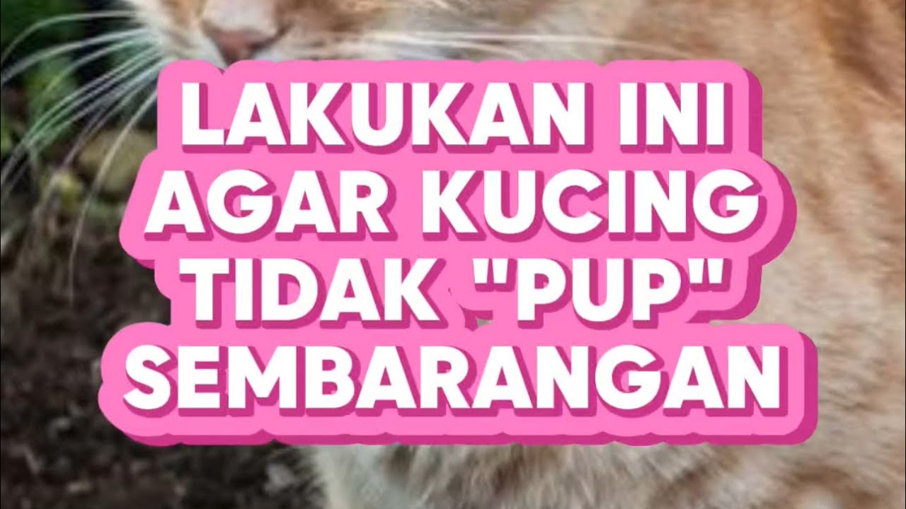 TIPS PAK FRANGKY AGAR KUCING TIDAK "PUP" SEMBARANGAN‼️MEMBERI MAKAN KUCING‼️ - YouTube