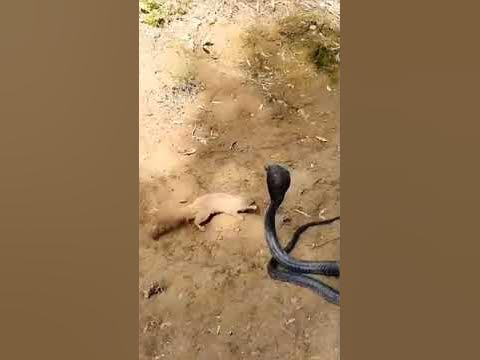 part 1 newla vs snake - YouTube