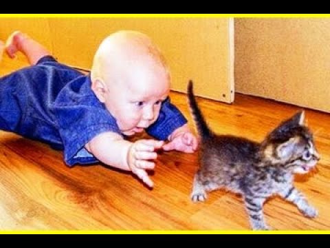 تجميعه مقاطع مضحكة للقطط الصغيرة (تضحك تخسر)