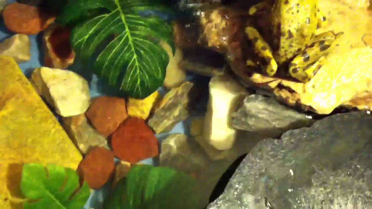 new 40 gal bullfrog setup and info of how i maintain it! - YouTube