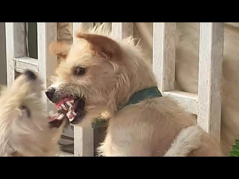 how a jealous dog quarrel with my dogs🐕 - YouTube