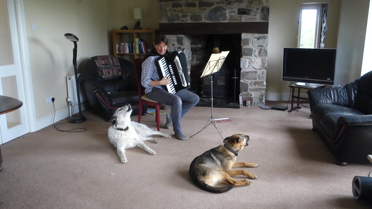 Dogs singing to live accordion music - YouTube