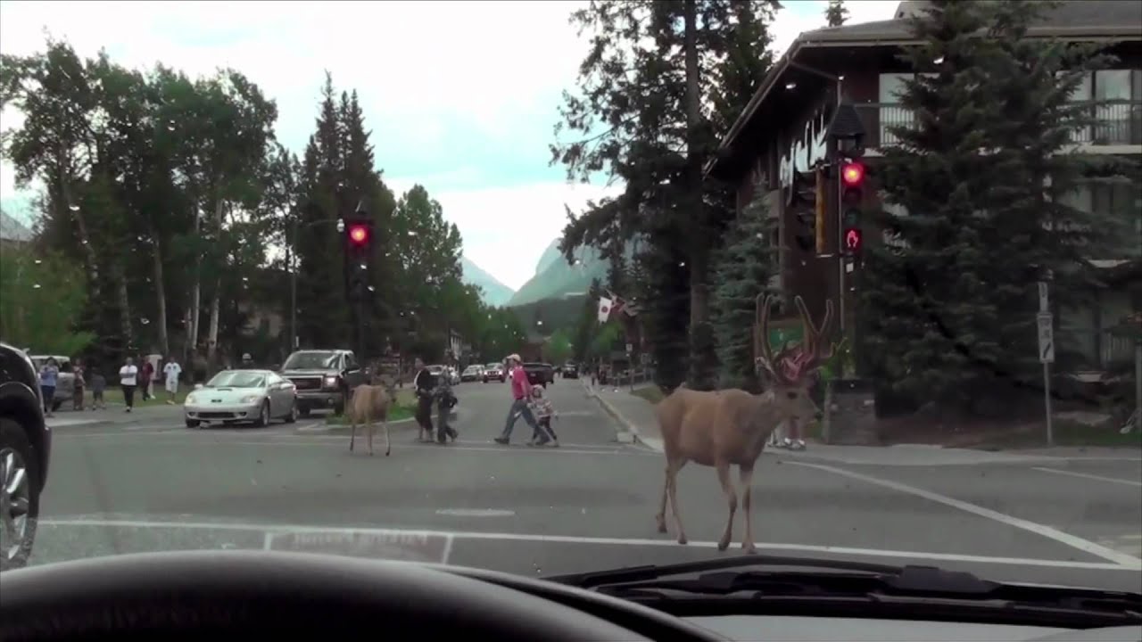 Another Traffic Jam in Banff National Park (Alberta, Canada) # ...