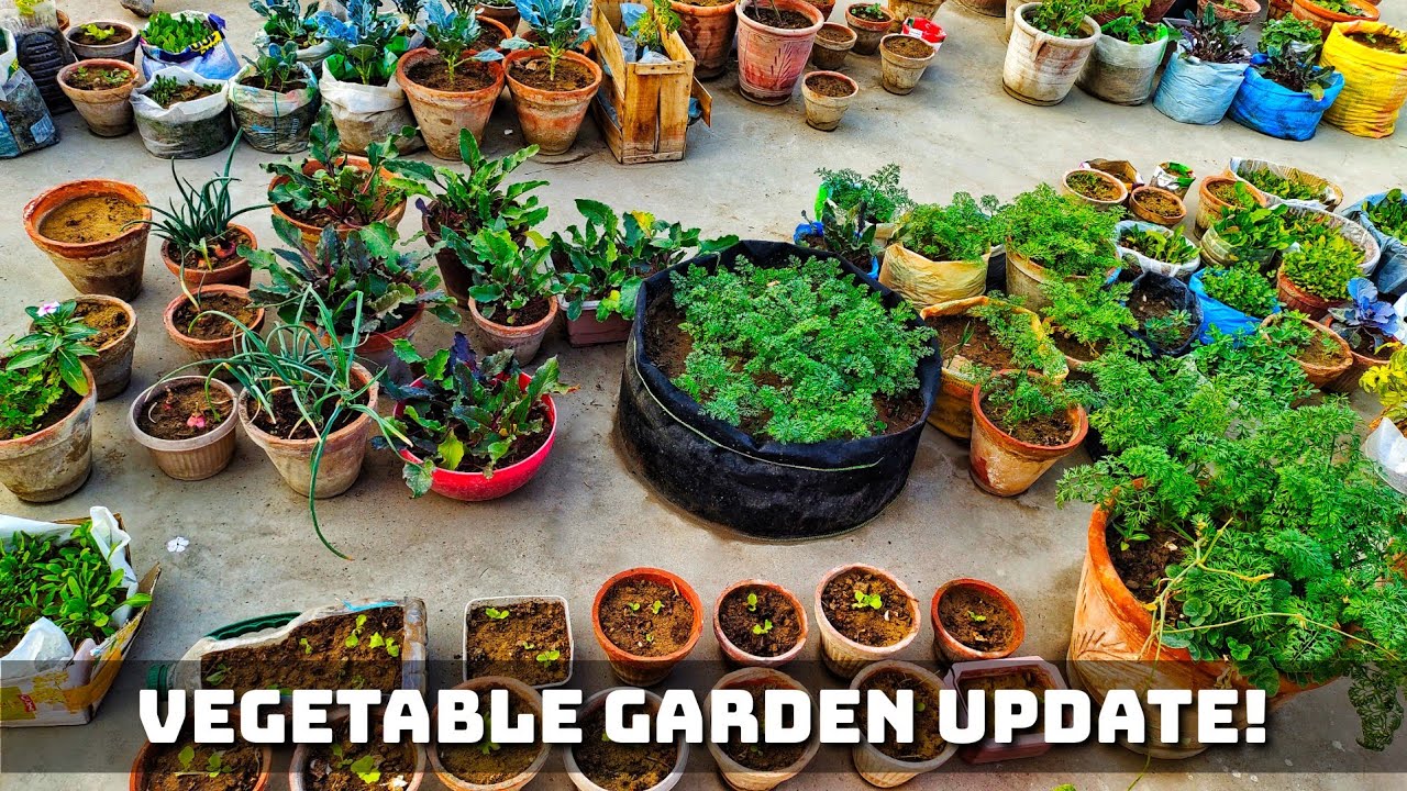 Watch Our Garden Grow: Latest Vegetable Garden Update!! - YouTube