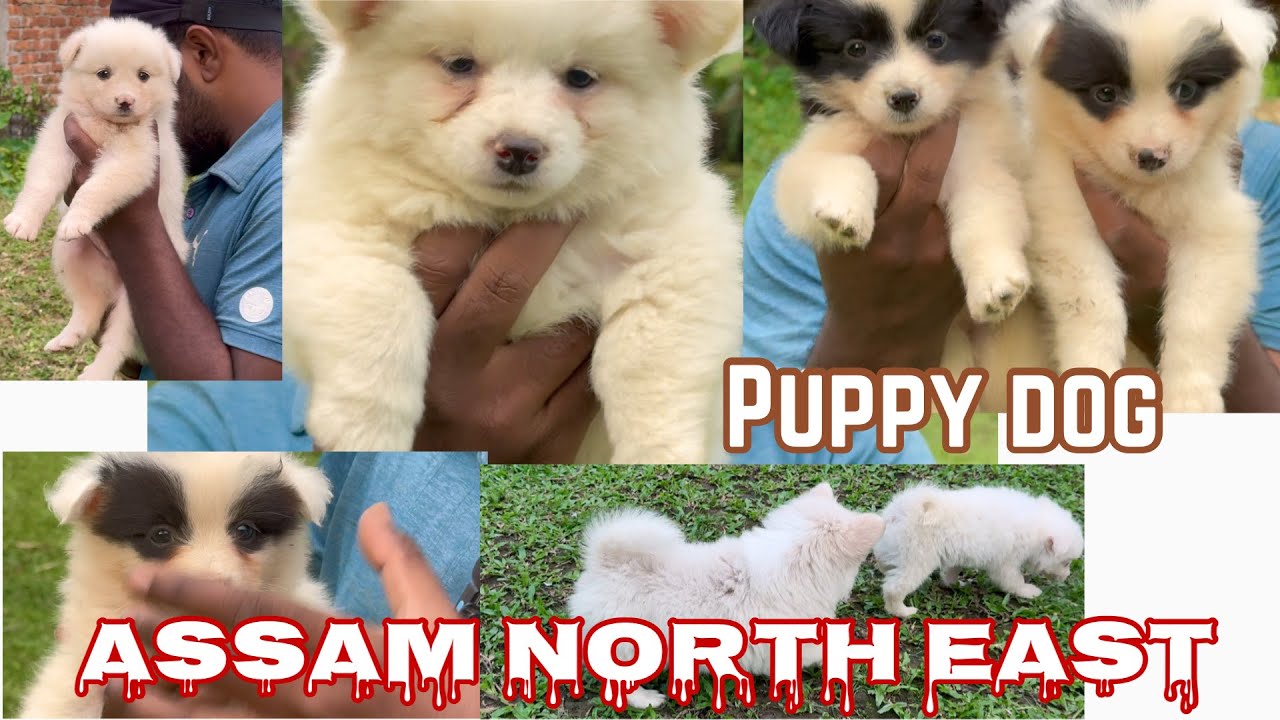 Assam puppy dog 6001510852 cute puppy North east india//dog - YouTube