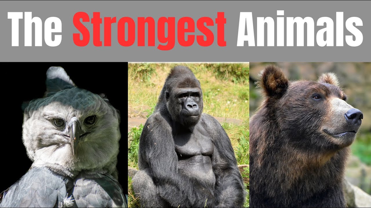 Meet the 7 Strongest Animals on Earth! (Results will shock you) - YouTube