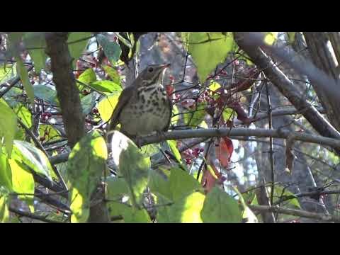 Hermit Thrushes - YouTube