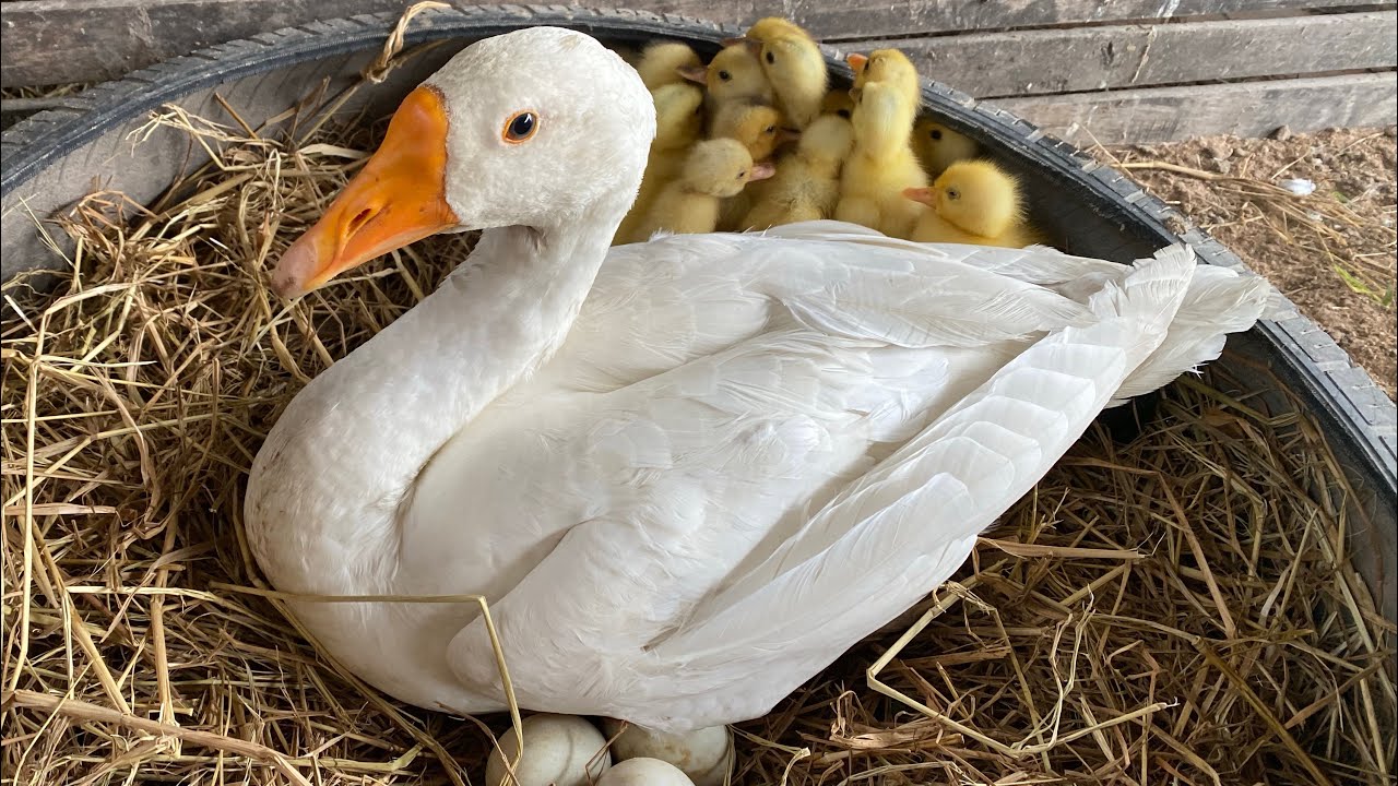 Amazing Pekin Cute Yellow Duckling Hatching From Eggs _ Nee Baby Duck ...