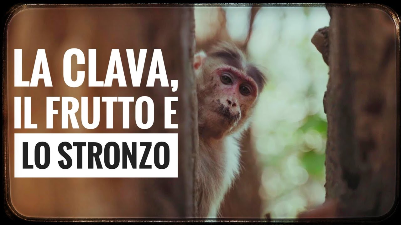 LA CLAVA, IL FRUTTO E LO STRONZO! @alienieumani - YouTube