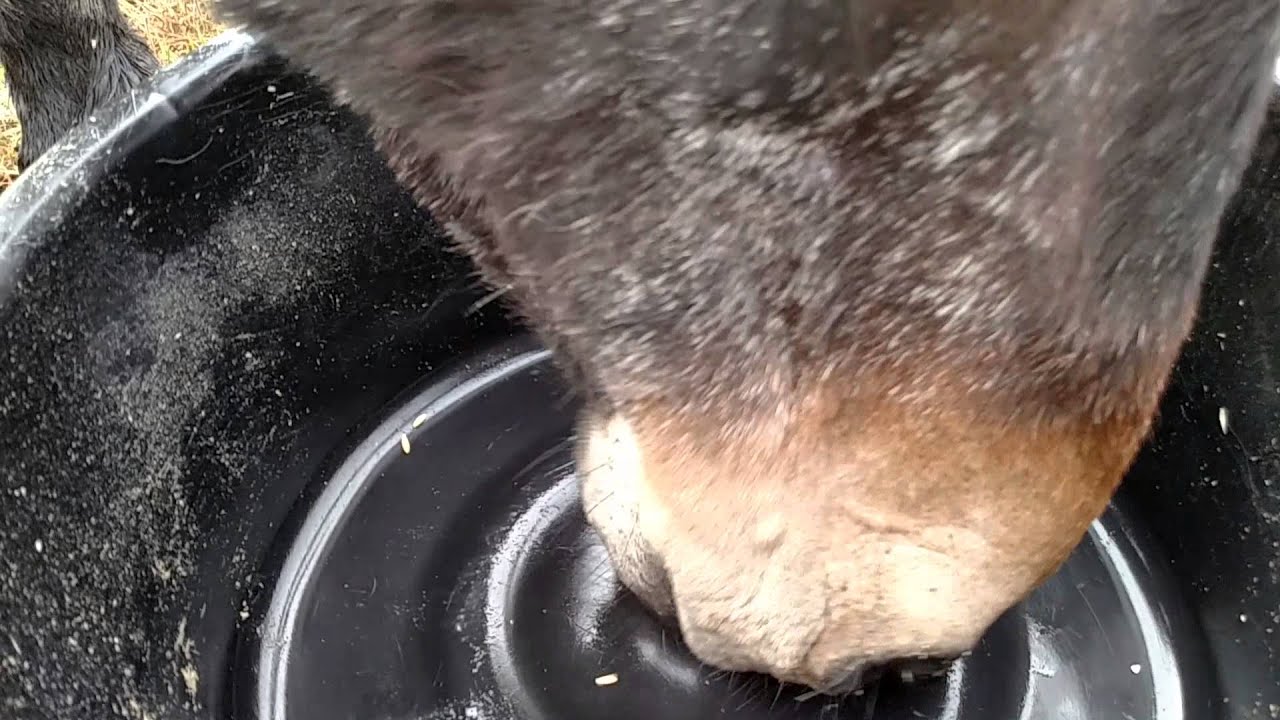Mule eating grain - YouTube